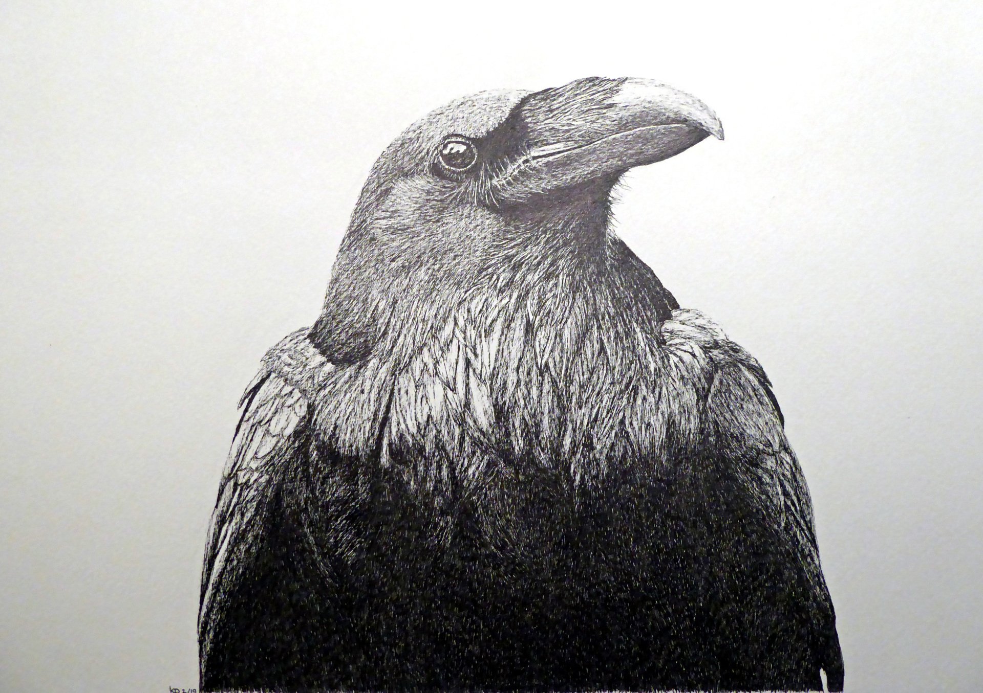 Ijzerhart vogels