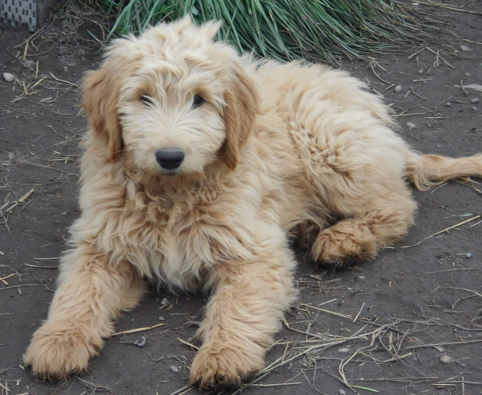 Our Puppies