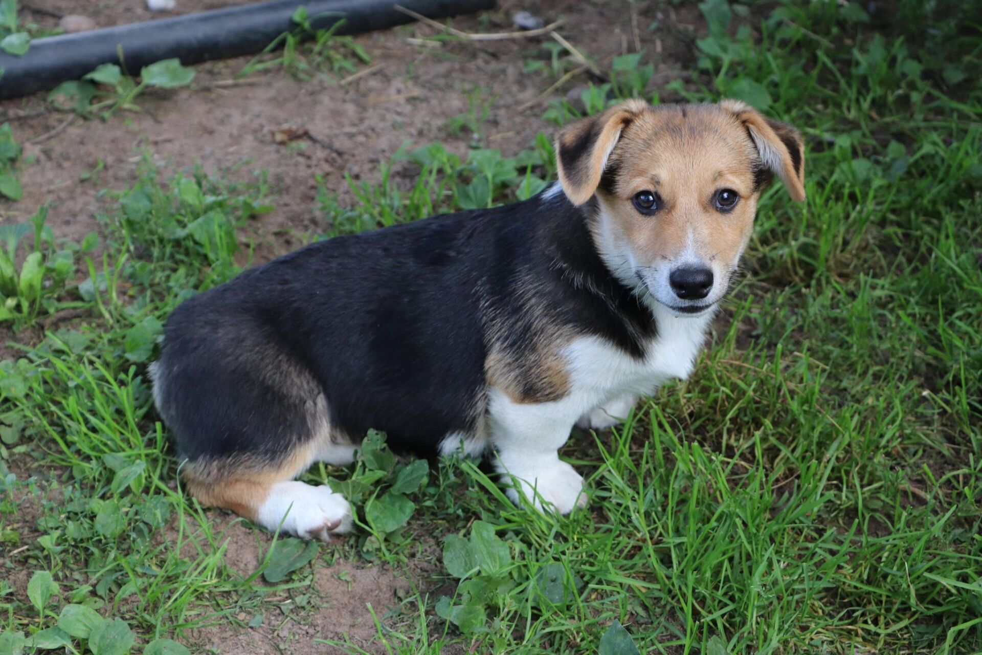 Precious Paws Puppy Breeders -Puppies for Sale in Ontario