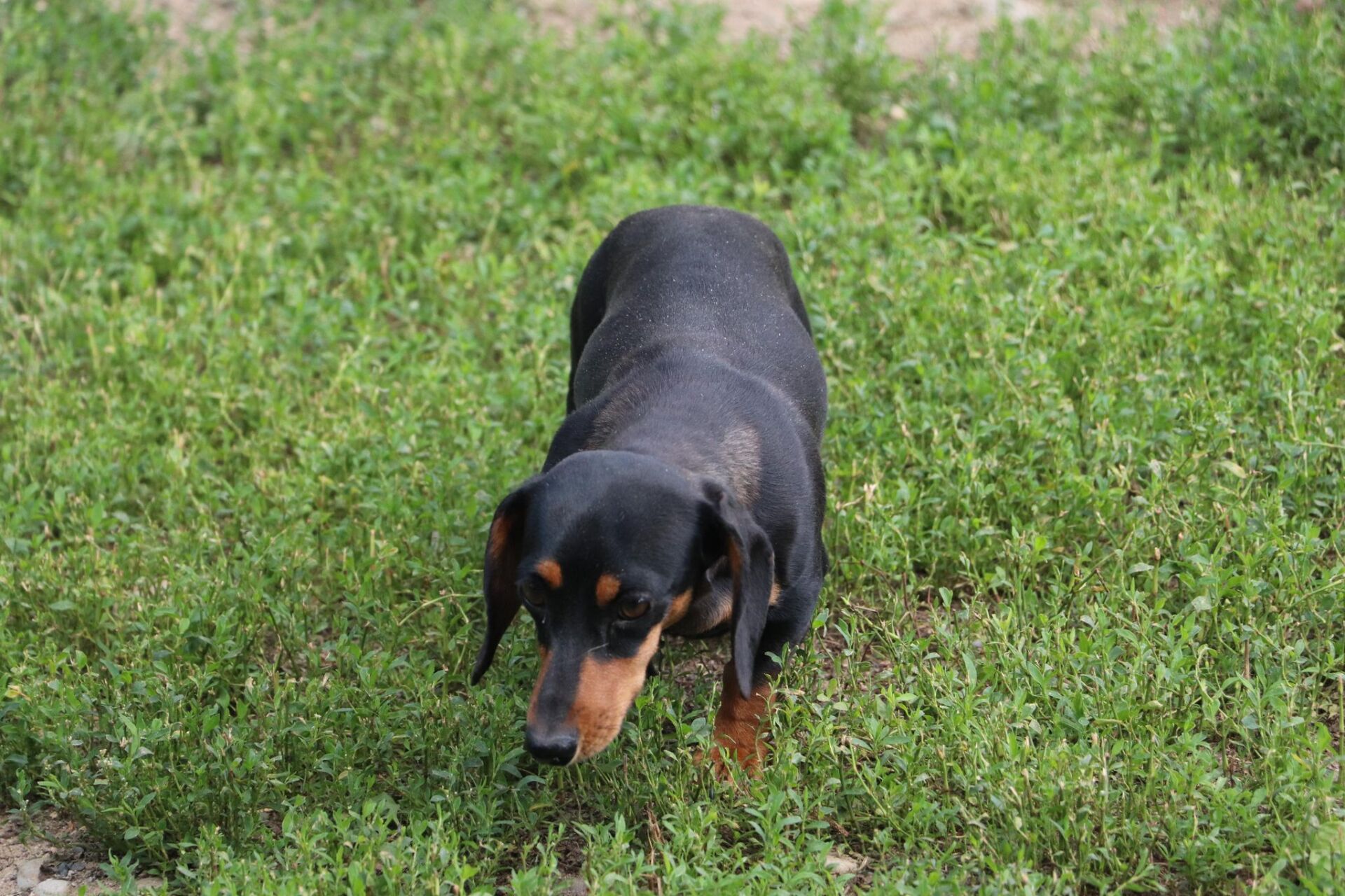 Precious Paws Puppy Breeders -Puppies for Sale in Ontario