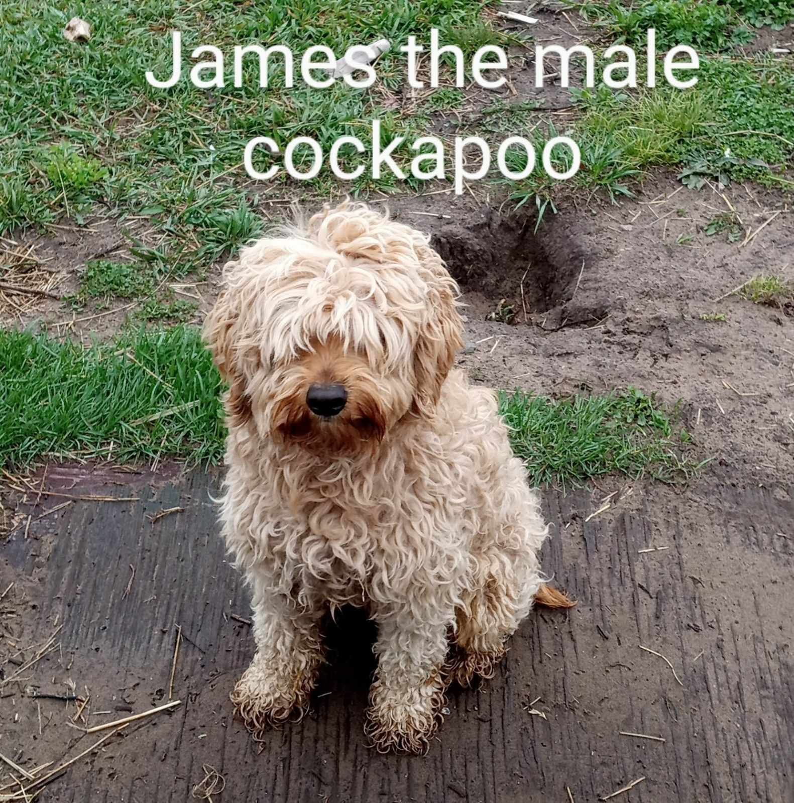 Precious Paws Puppy Breeders -Puppies for Sale in Ontario