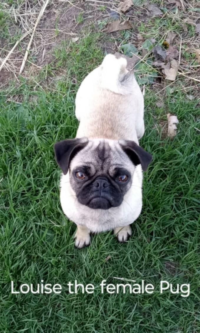 Precious Paws Puppy Breeders -Puppies for Sale in Ontario