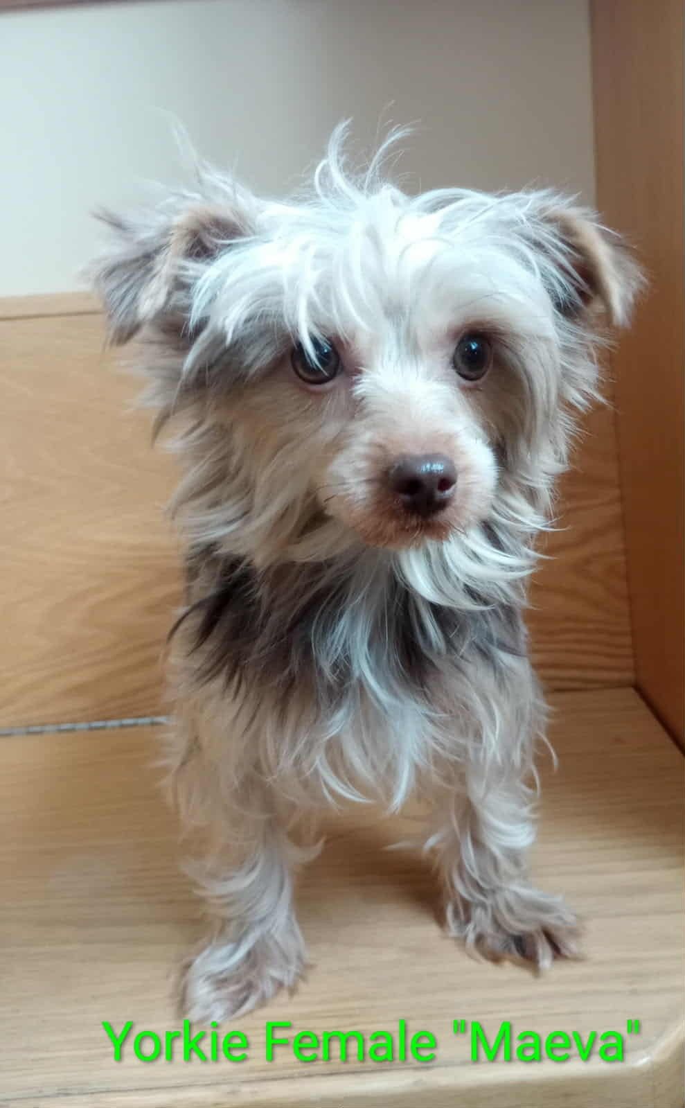 Precious Paws Puppy Breeders -Puppies for Sale in Ontario