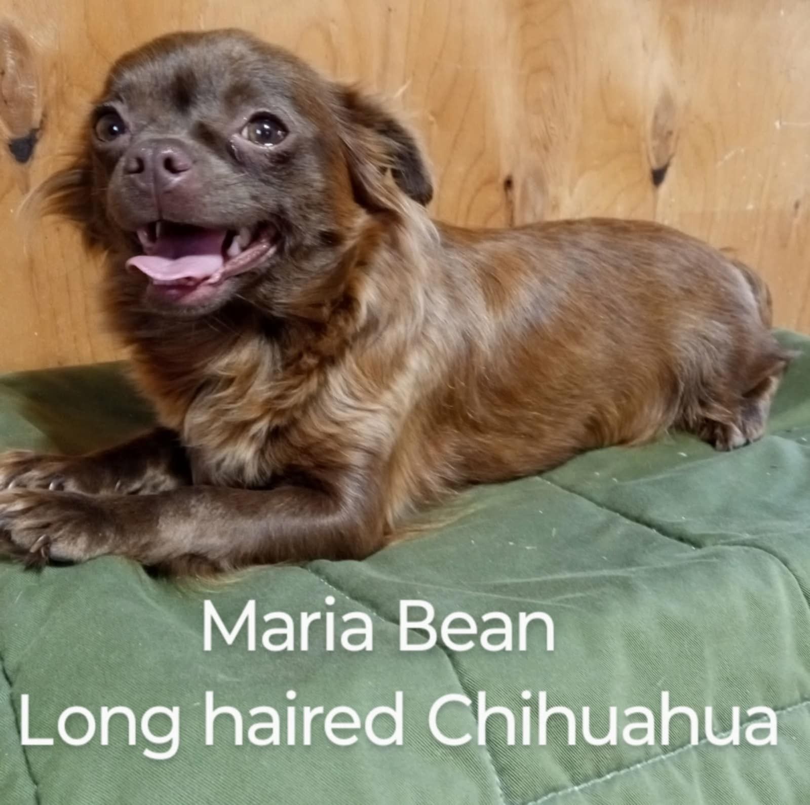 Precious Paws Puppy Breeders -Puppies for Sale in Ontario