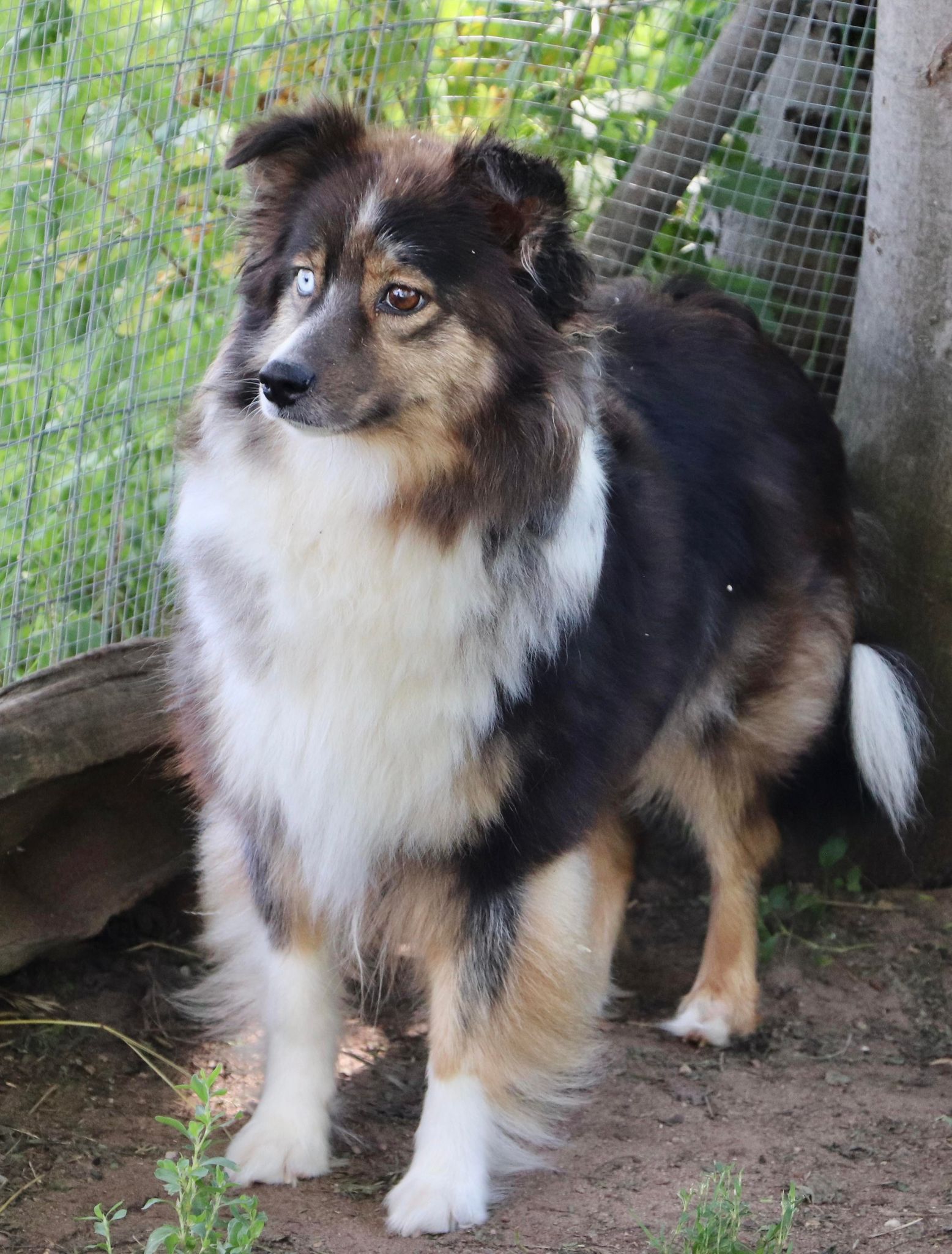 Precious Paws Puppy Breeders -Puppies for Sale in Ontario