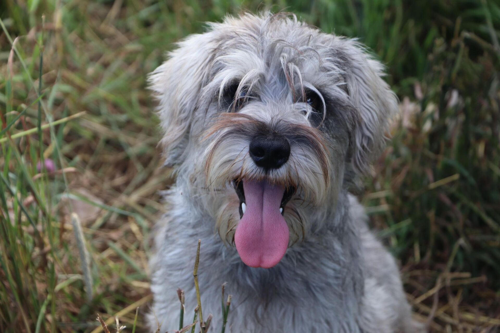 Precious Paws Puppy Breeders -Puppies for Sale in Ontario