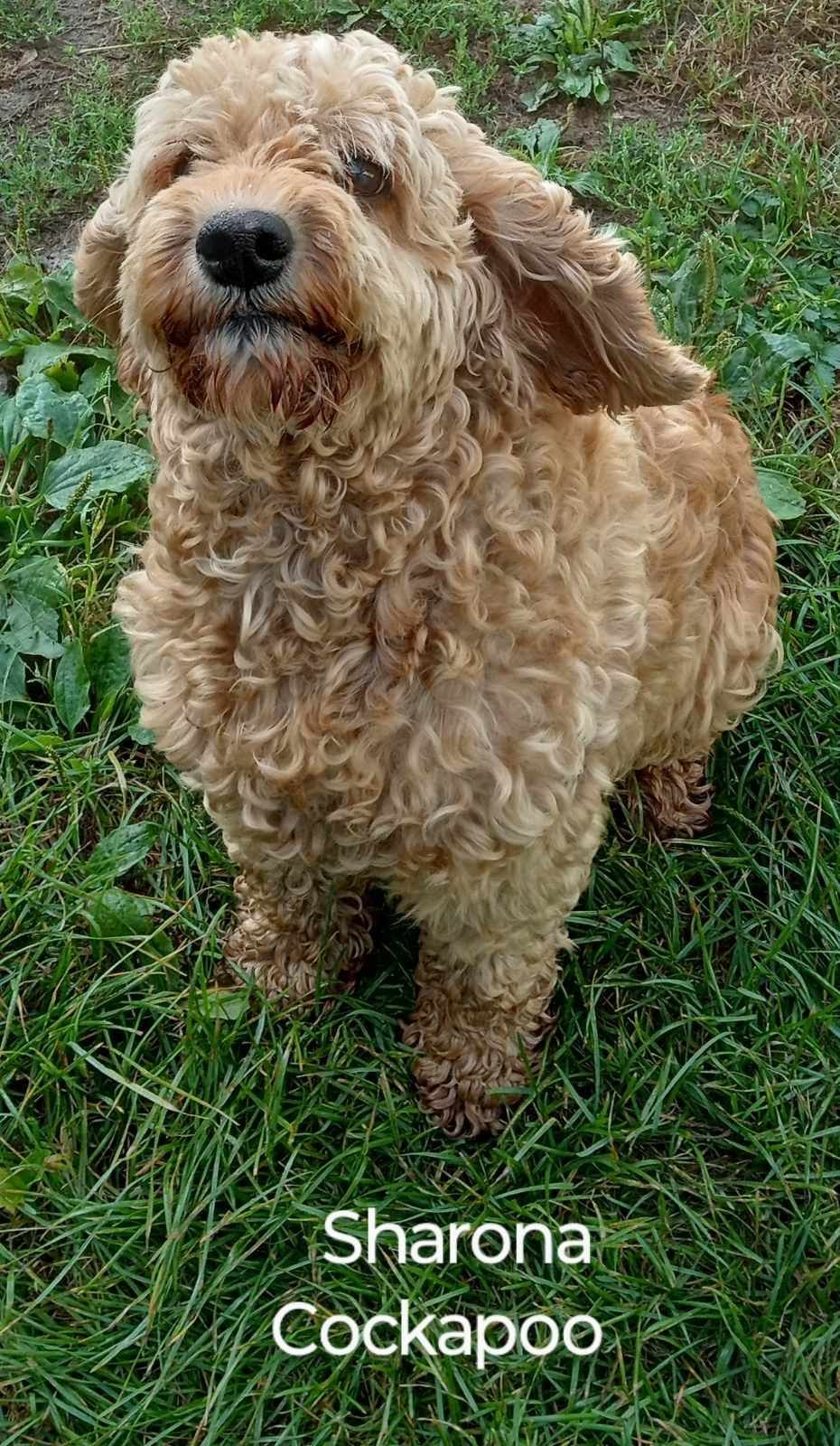 Precious Paws Puppy Breeders -Puppies for Sale in Ontario