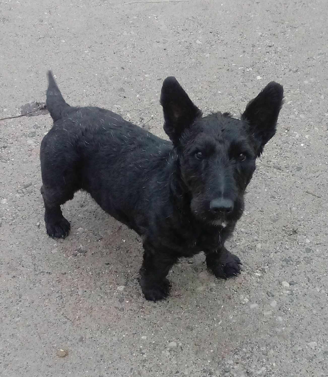 Precious Paws Puppy Breeders -Puppies for Sale in Ontario