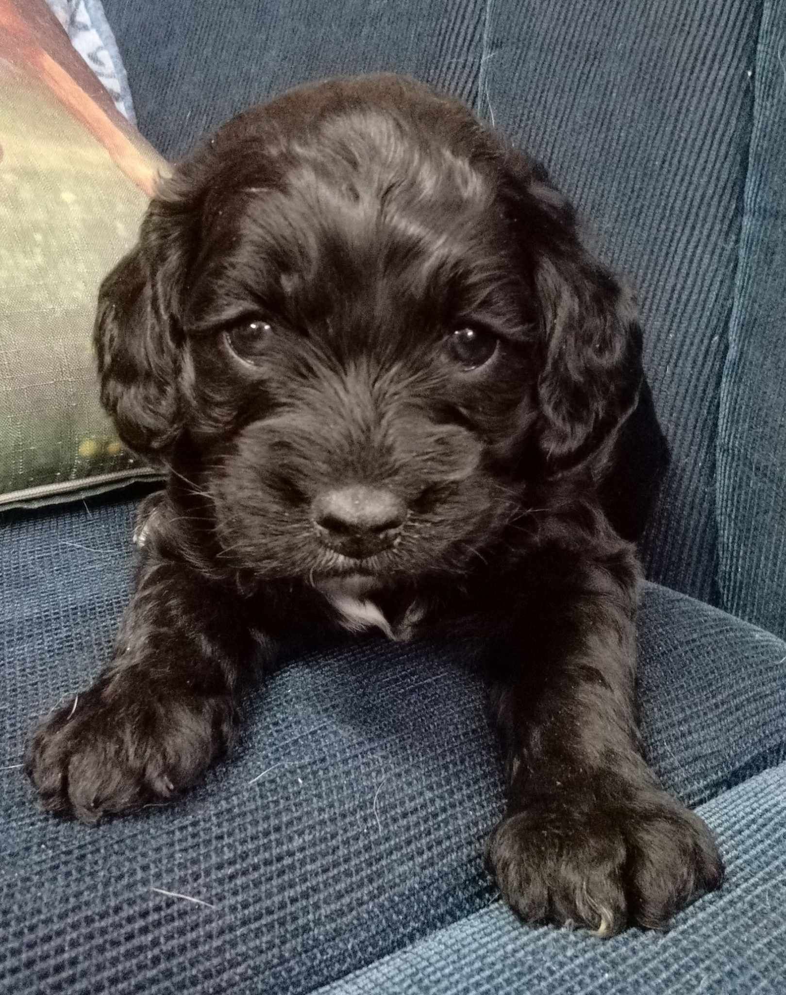 home [www.preciouspawspuppies.ca]