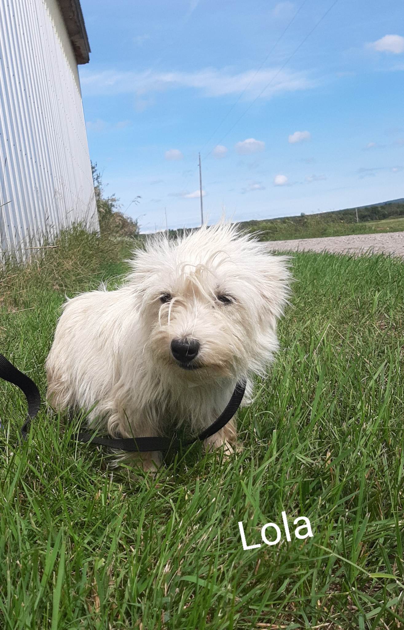 Precious Paws Puppy Breeders -Puppies for Sale in Ontario