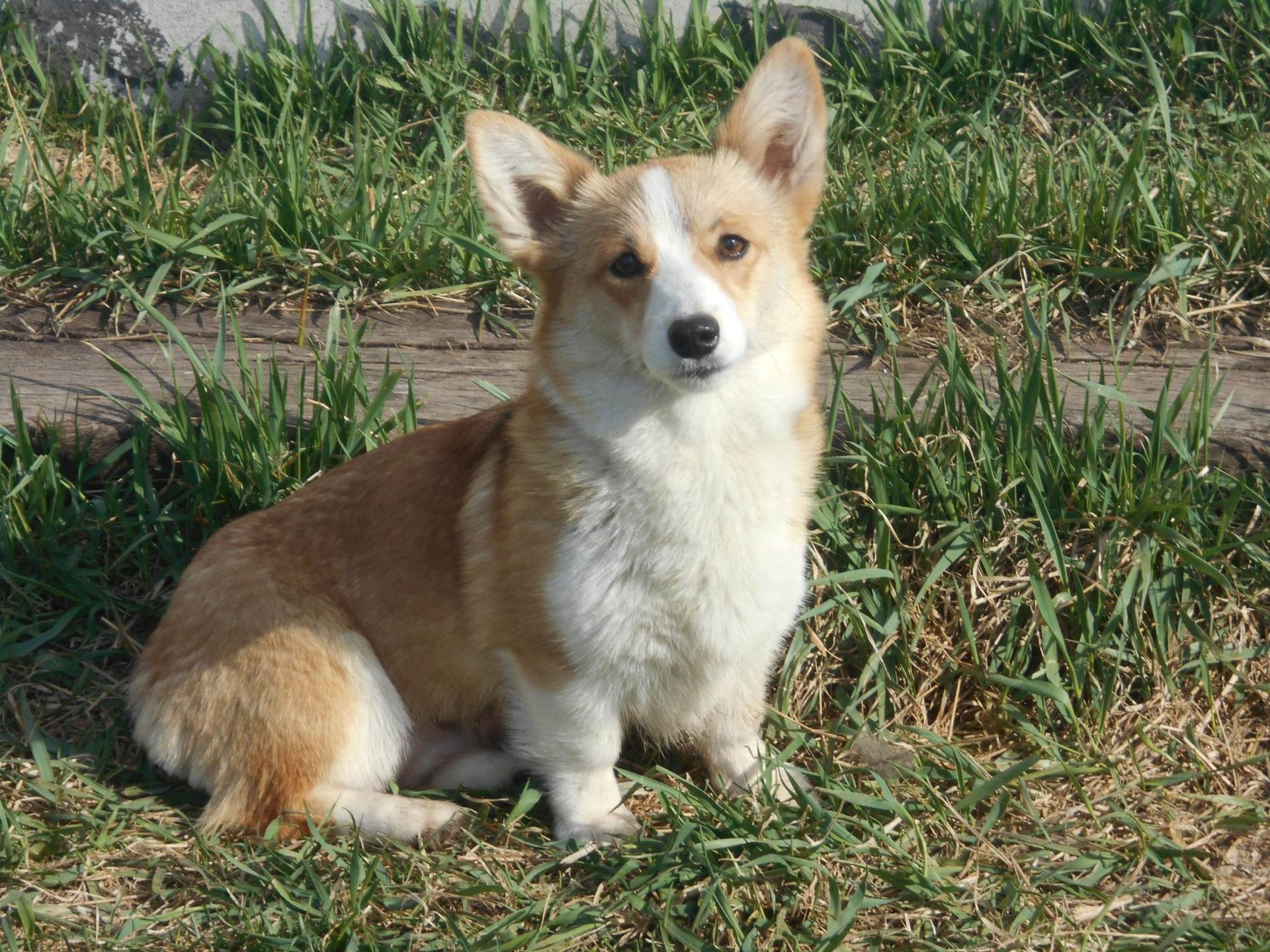 Precious Paws Puppy Breeders -Puppies for Sale in Ontario