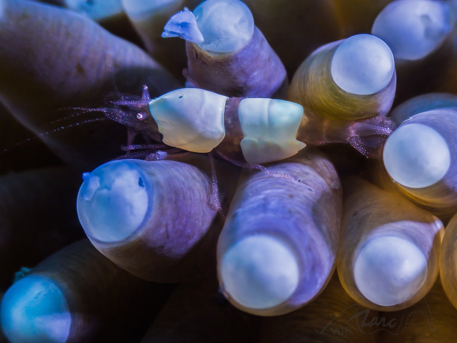 Explore | Amor Laut Resort