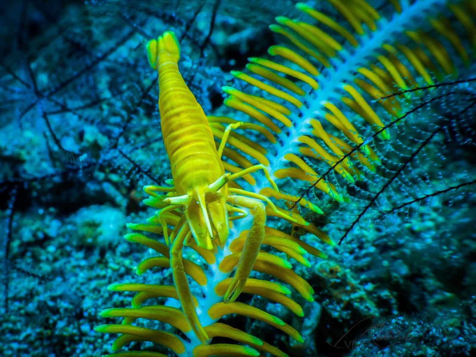 Explore | Amor Laut Resort