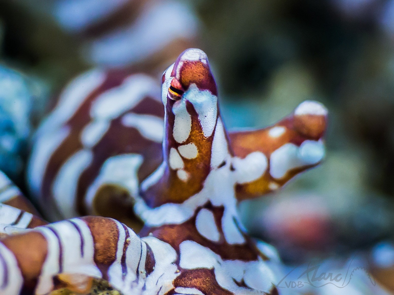 Explore | Amor Laut Resort