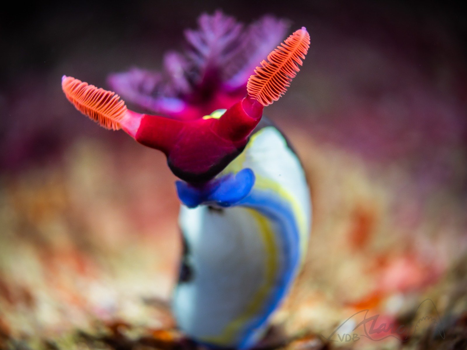 Explore | Amor Laut Resort