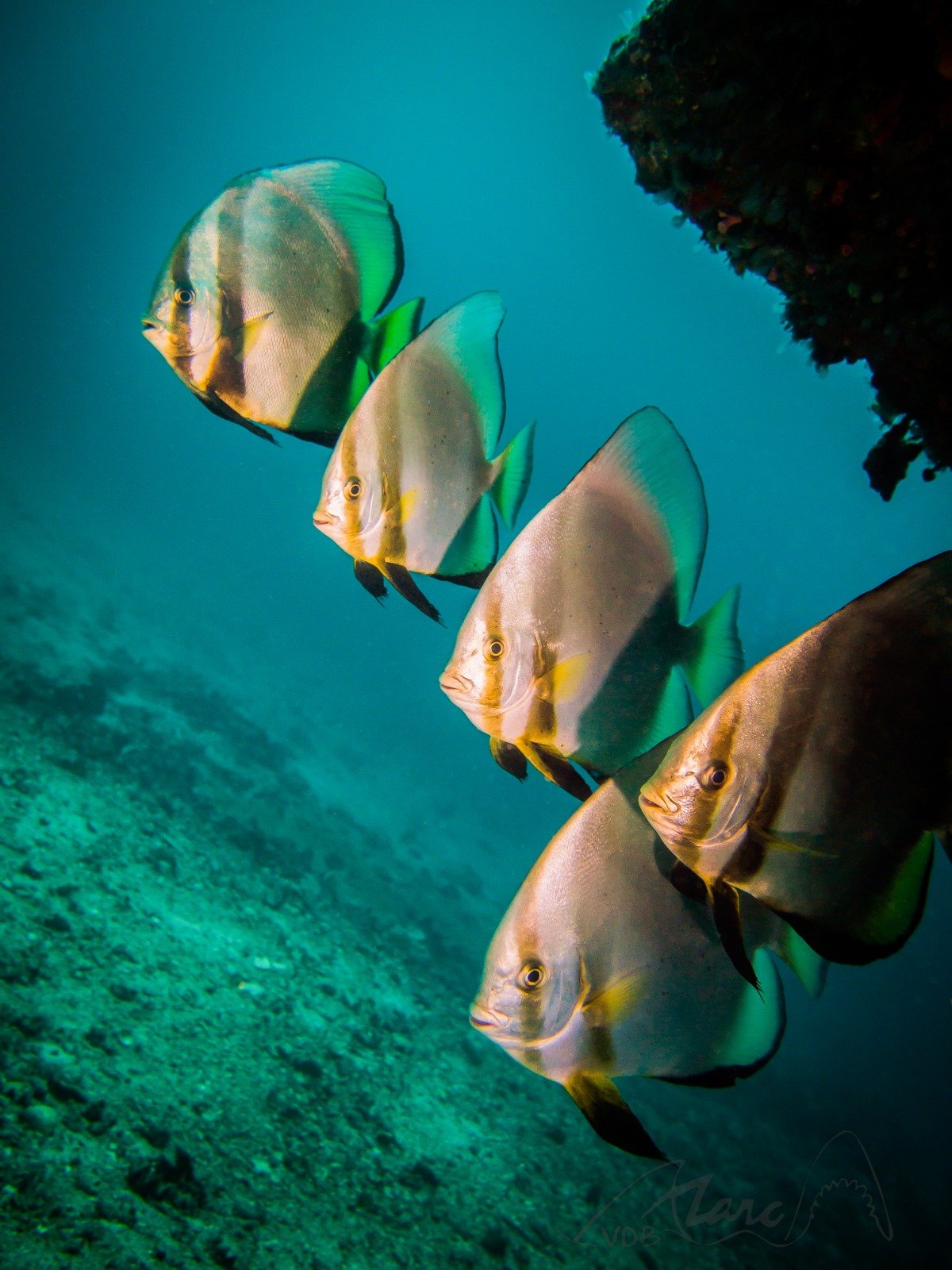 Explore | Amor Laut Resort