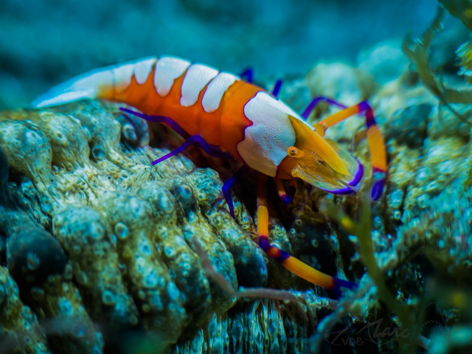 Explore | Amor Laut Resort