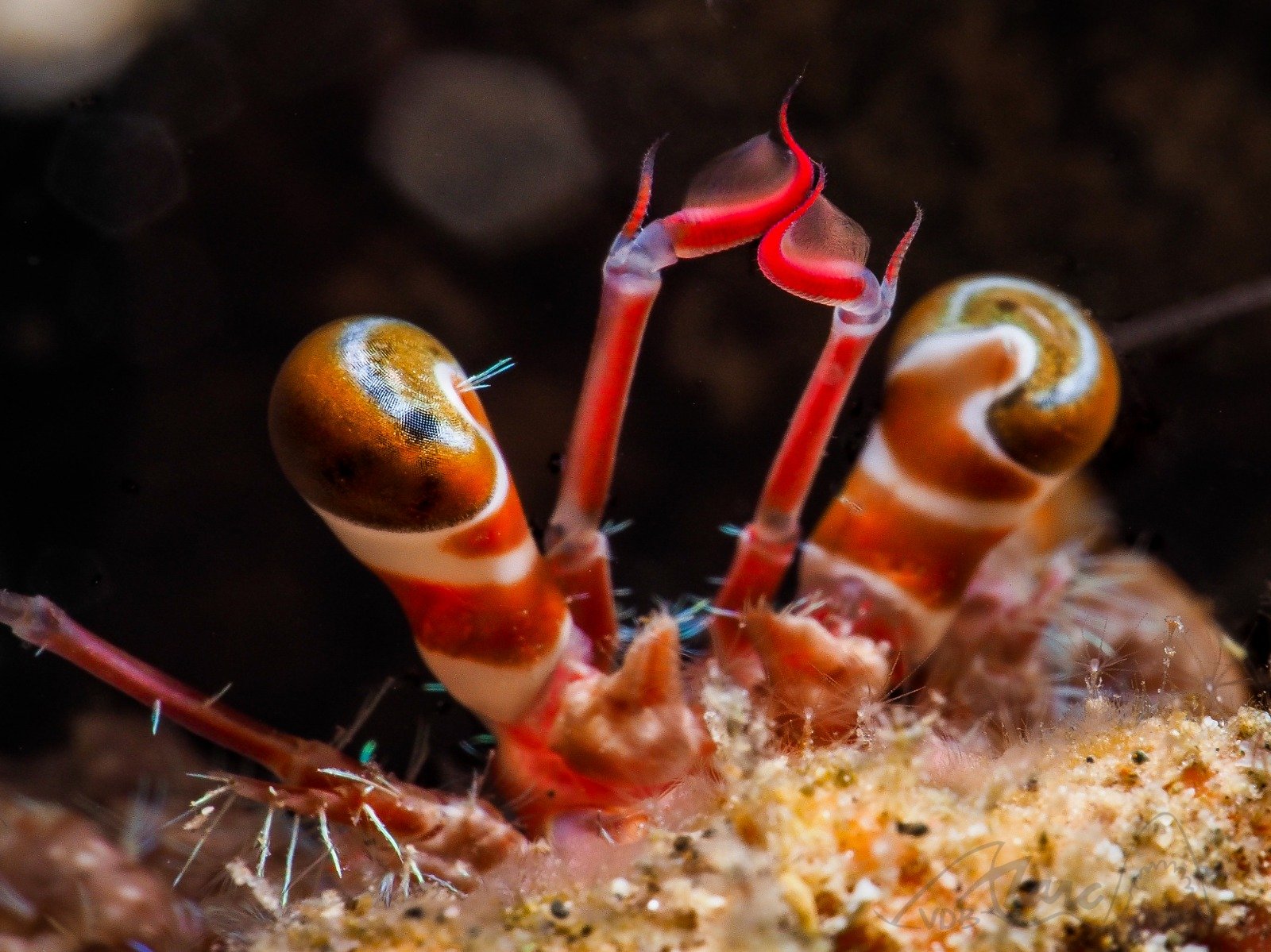 Explore | Amor Laut Resort