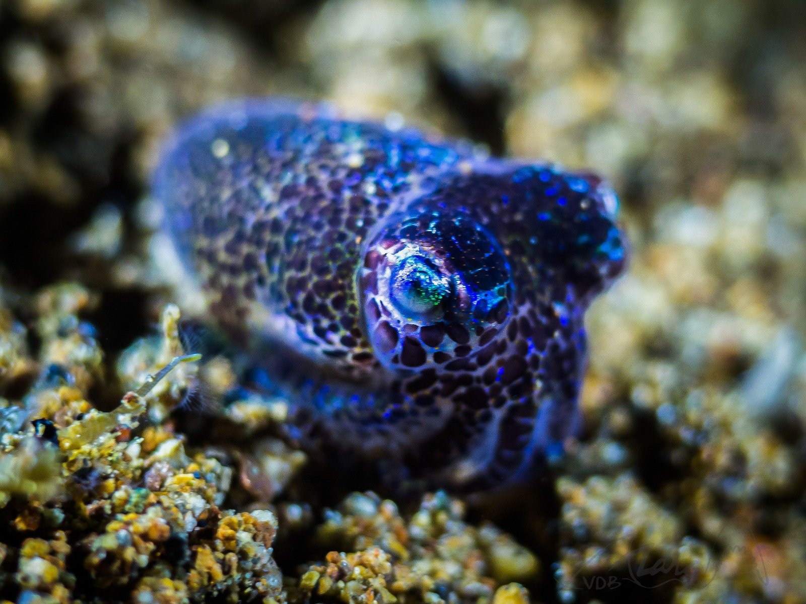 Explore | Amor Laut Resort