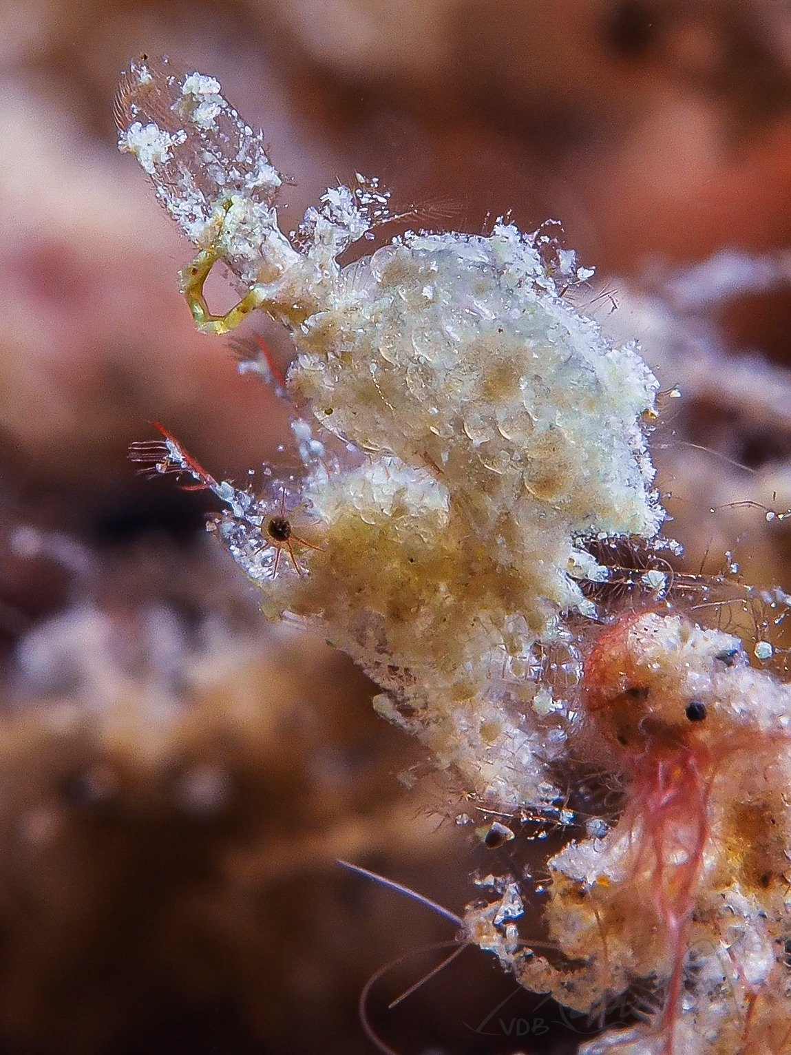 Explore | Amor Laut Resort