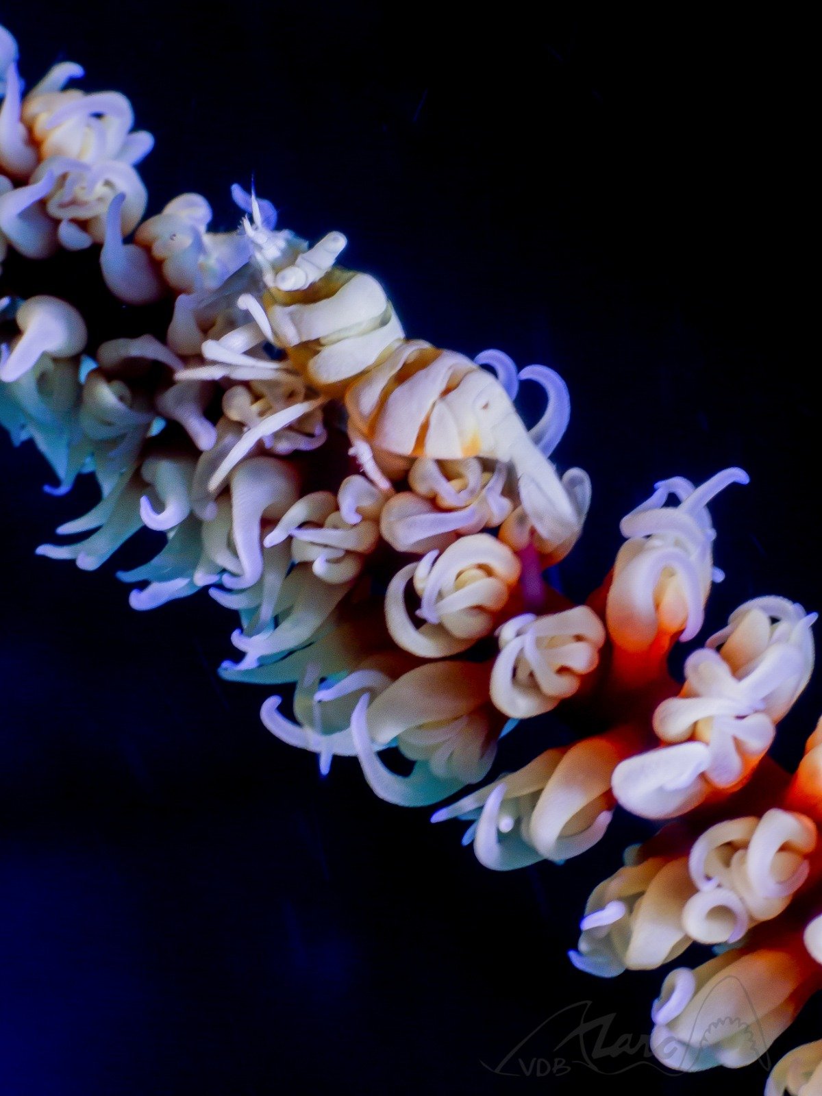 Explore | Amor Laut Resort