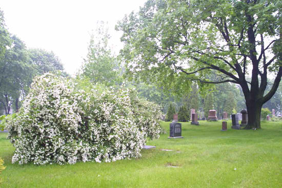 Our Cemetery | Riverside Cemetery & Cremation Centre