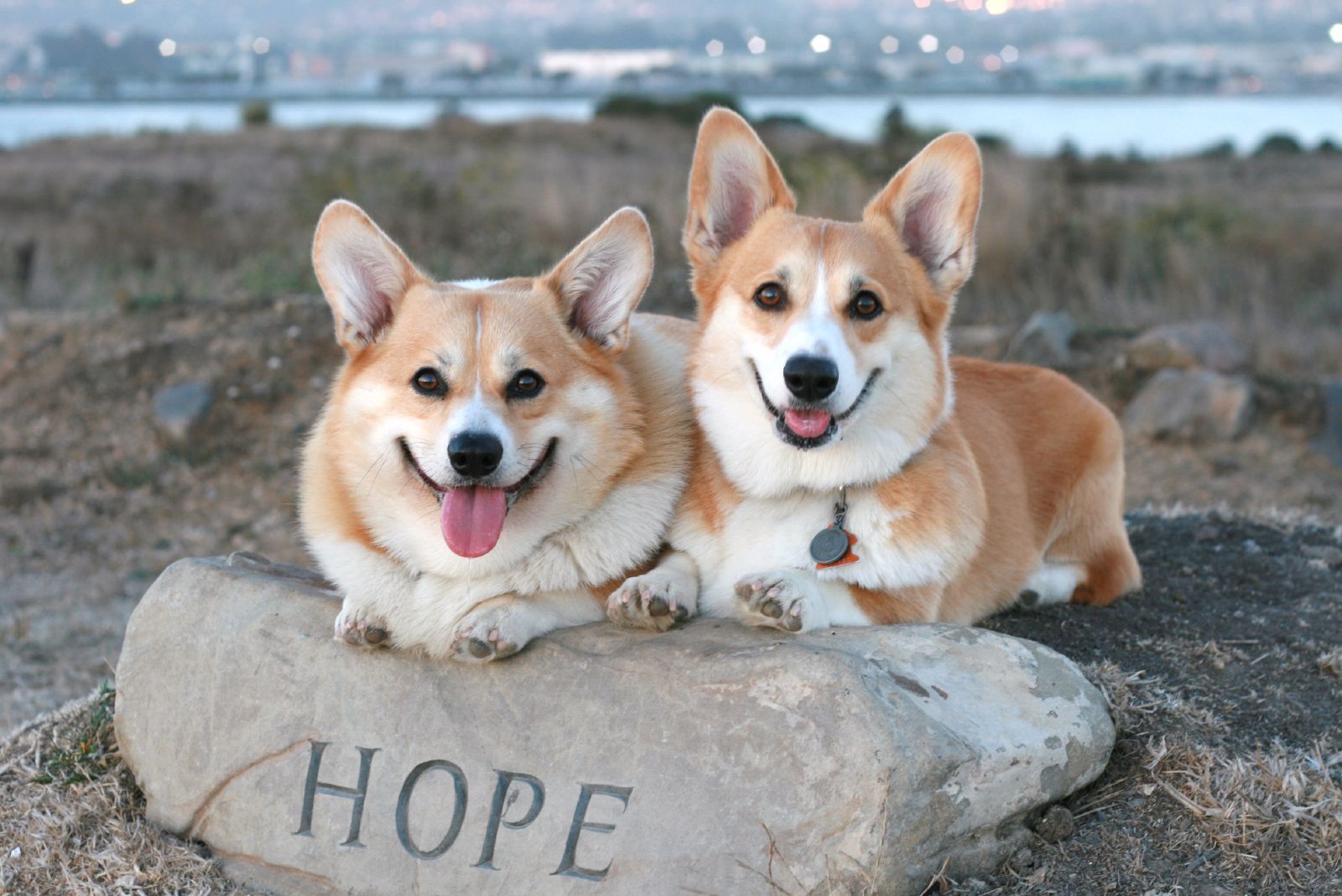 Pembroke Welsh Corgi Puppies | F&M Corgis | KS