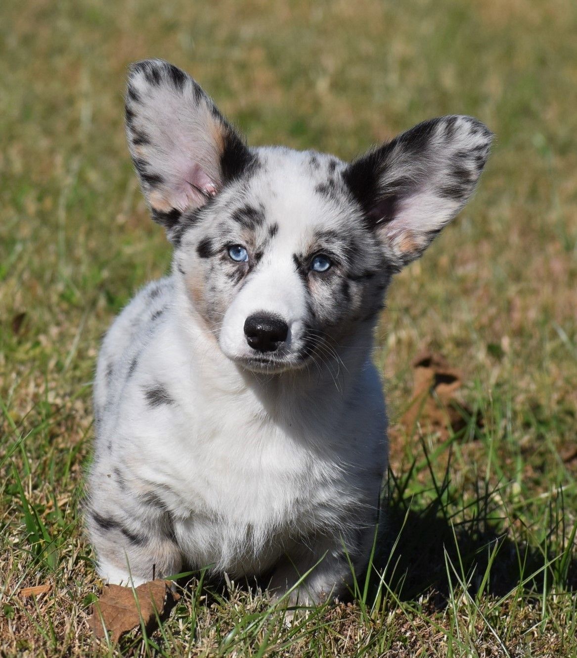 Pembroke and Cardigan Welsh Corgis | F&M Corgis