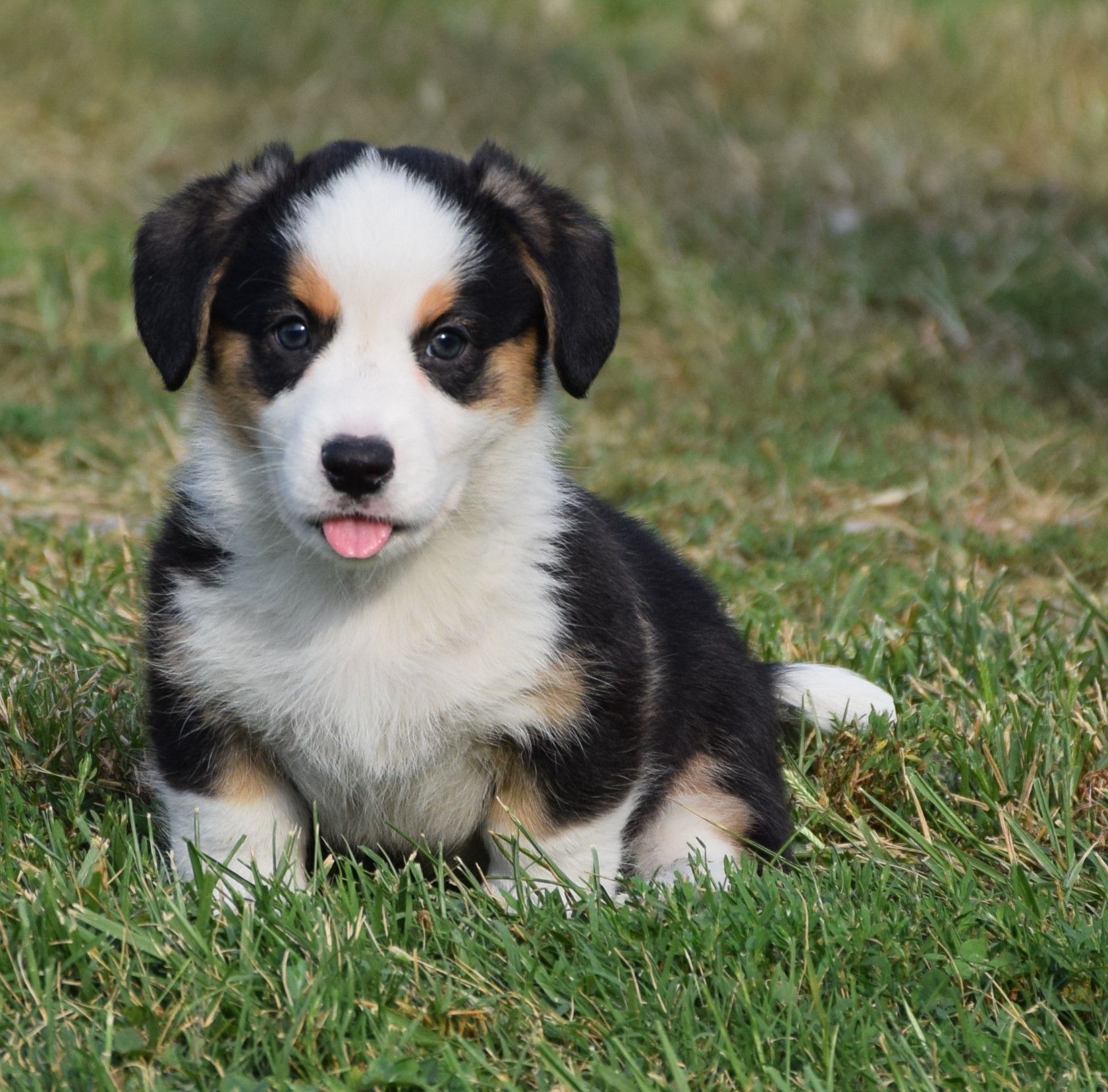 Corgi Puppies for Sale | F&M Corgis |Kansas