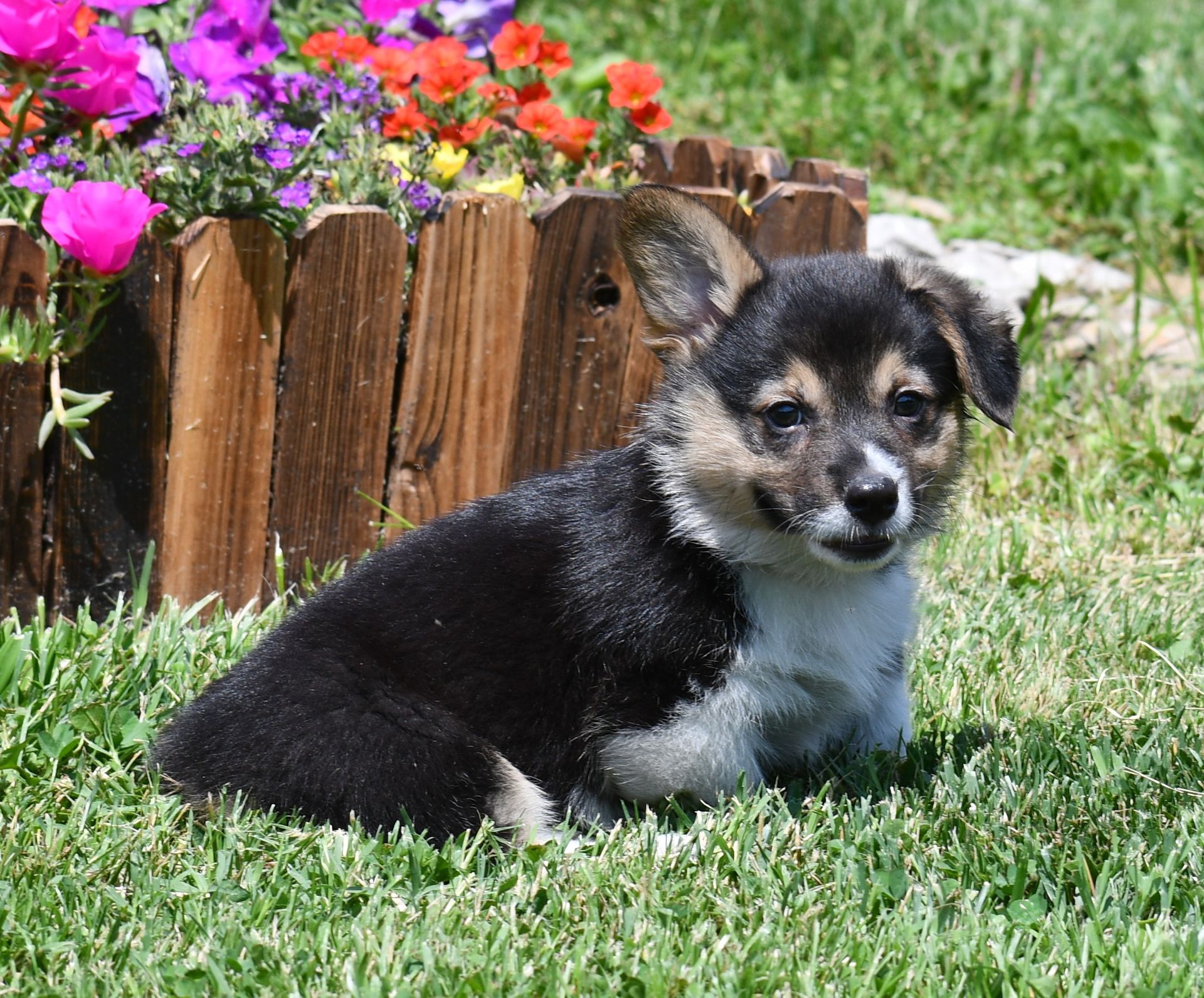 Pembroke Welsh Corgi Adoption | F&M Corgis