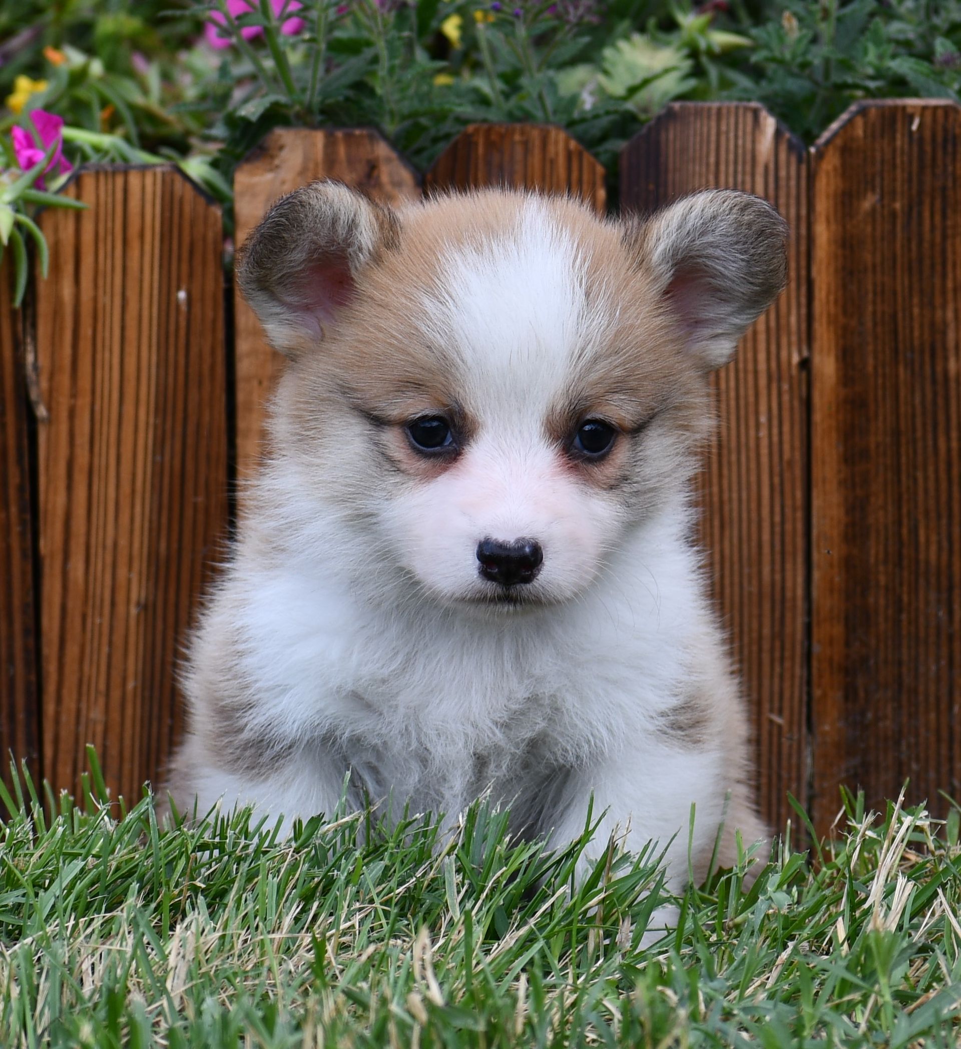 Pembroke Welsh Corgi Adoption | F&M Corgis