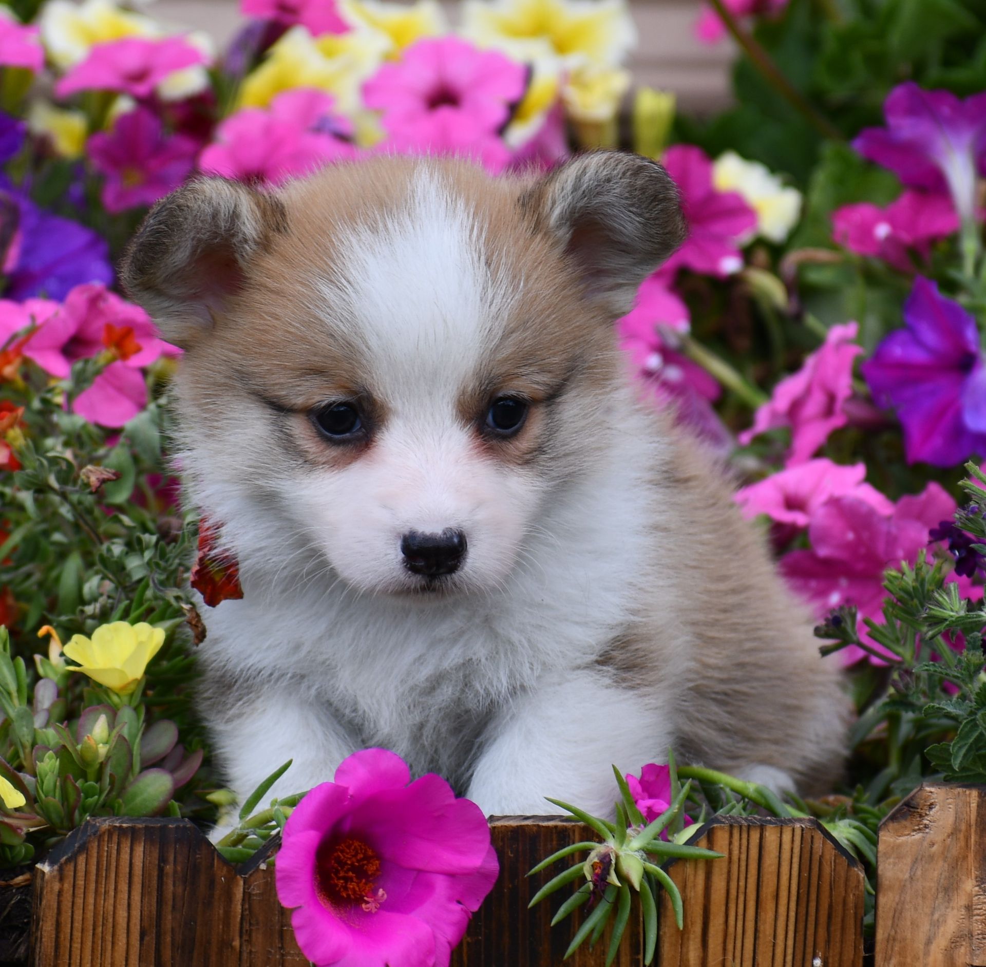 Pembroke Welsh Corgi Adoption | F&M Corgis