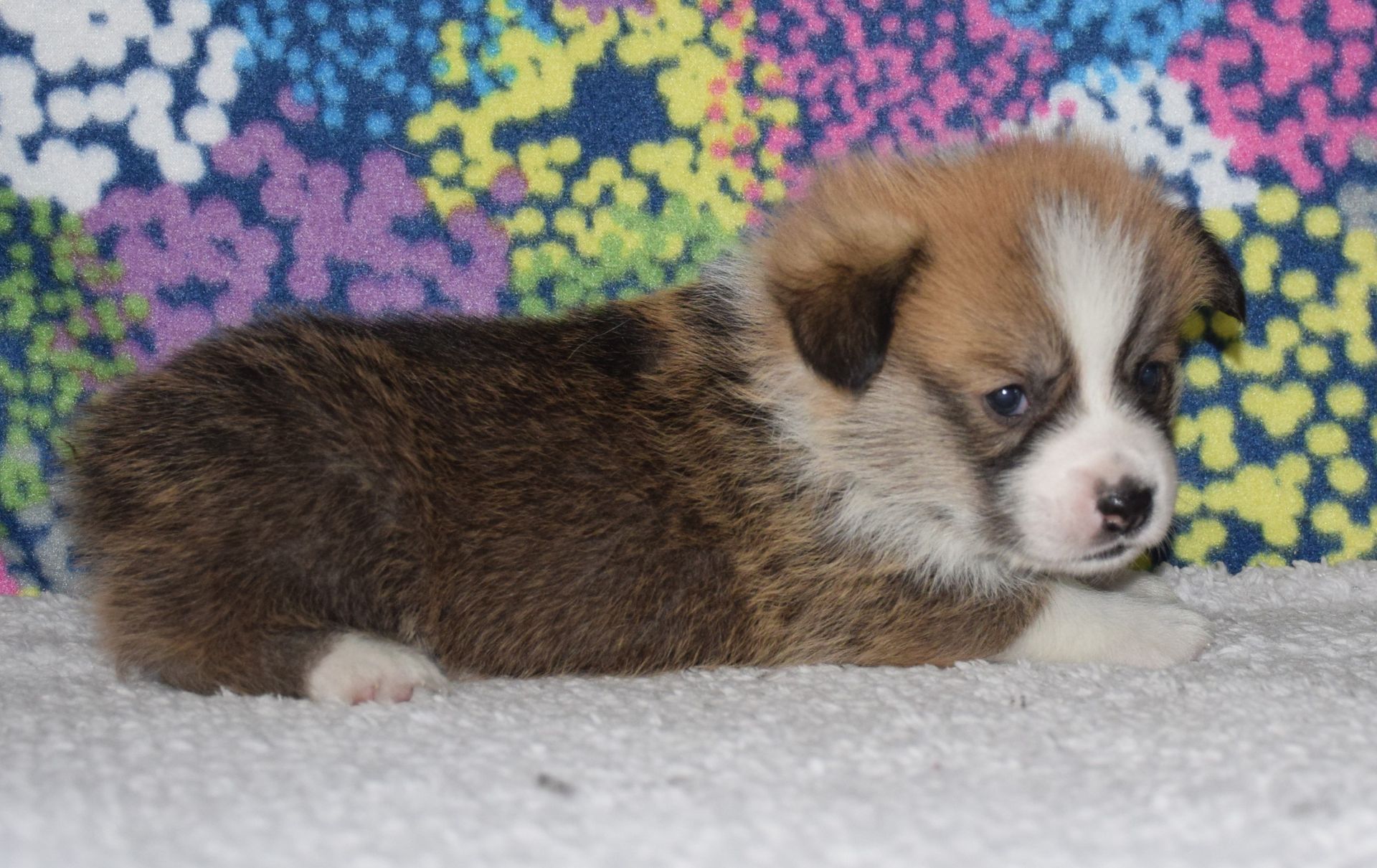 Preparing for Pembroke Welsh Corgi Adoption