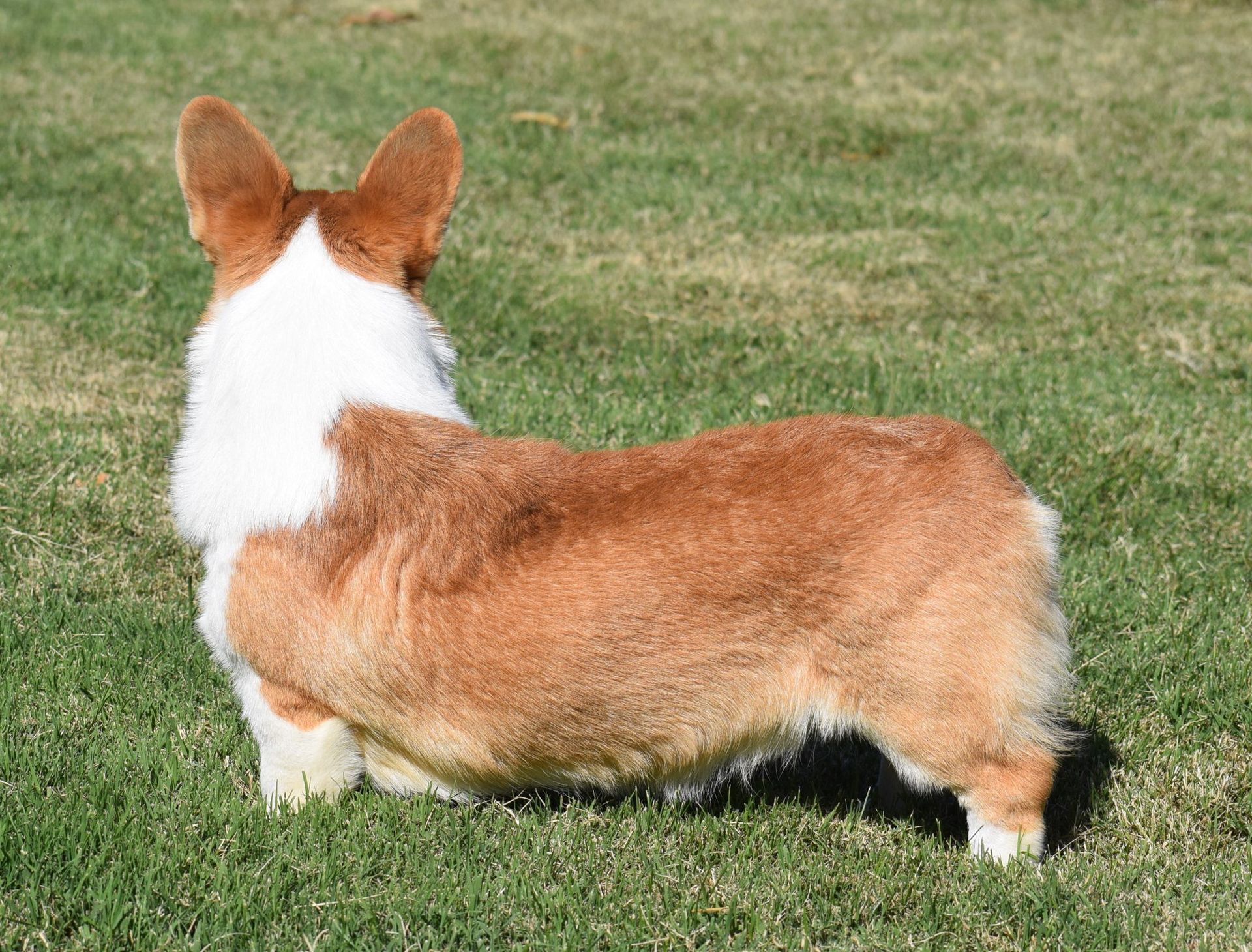 Corgi Breeder | F&M Corgis