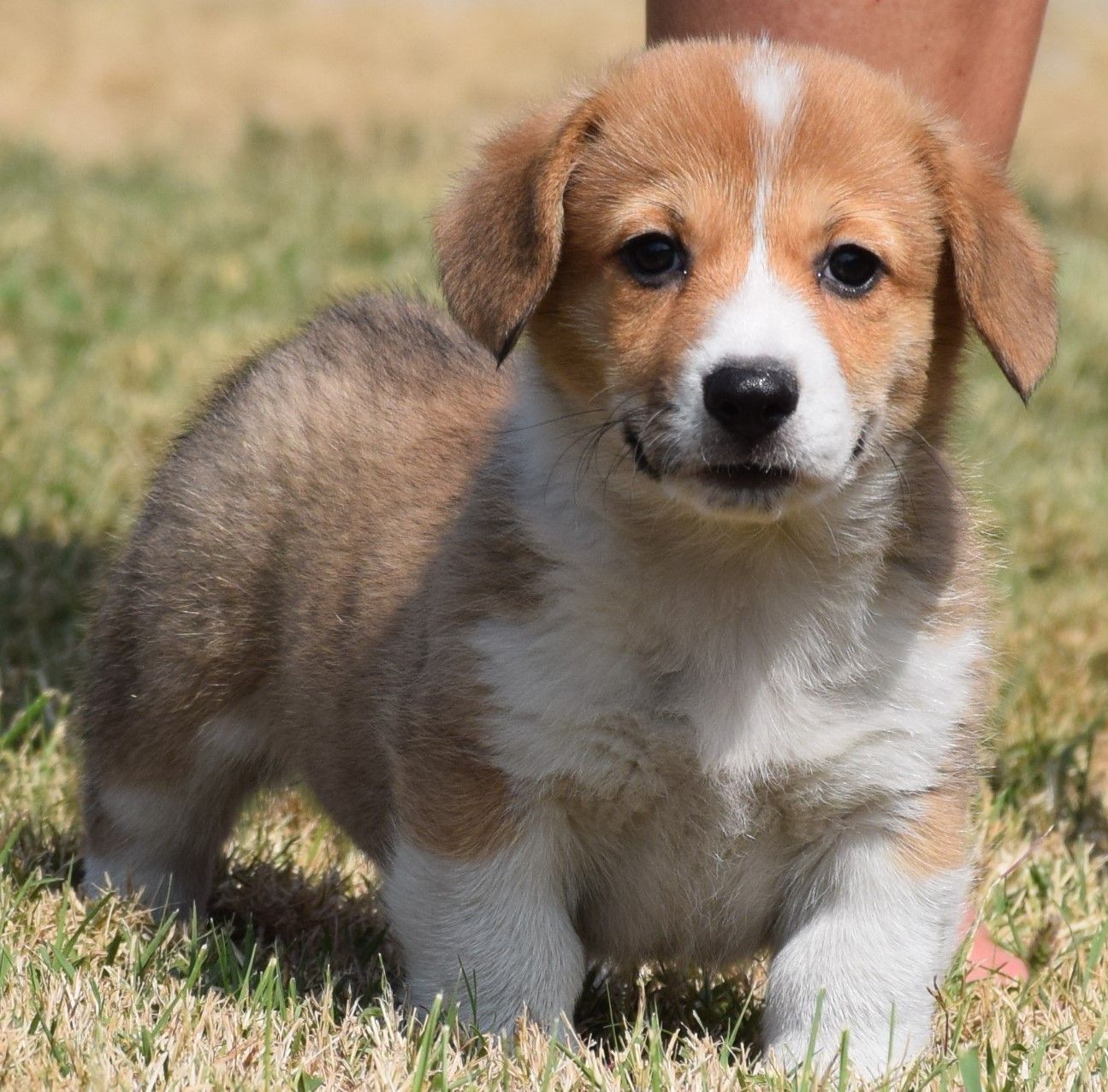 Adopt Your Next Best Friend From F&M Corgis - Premium Pembroke Welsh ...