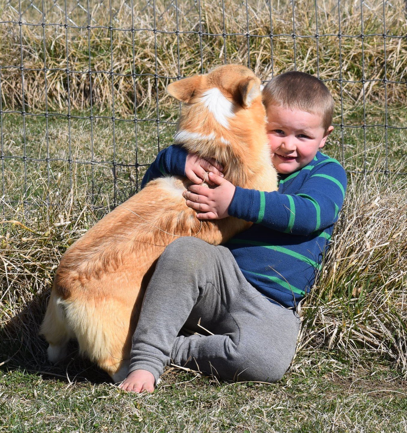 Retired Corgi | F&M Corgis