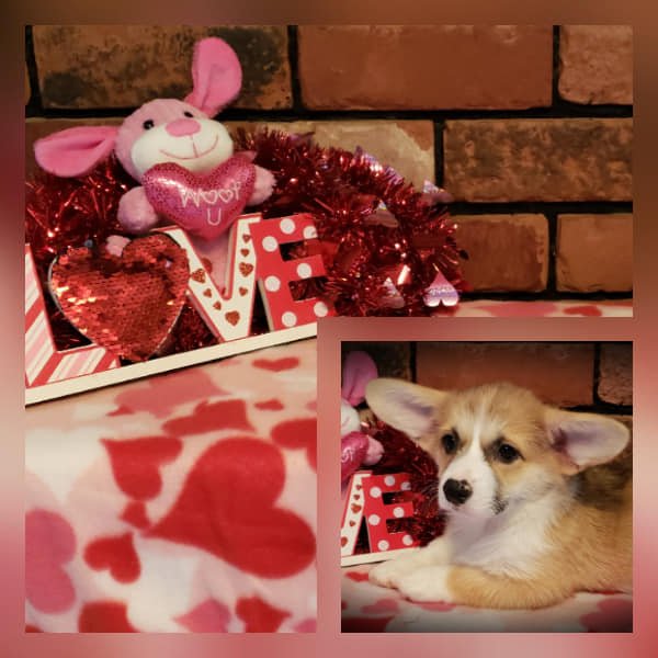 Retired Corgi | F&M Corgis