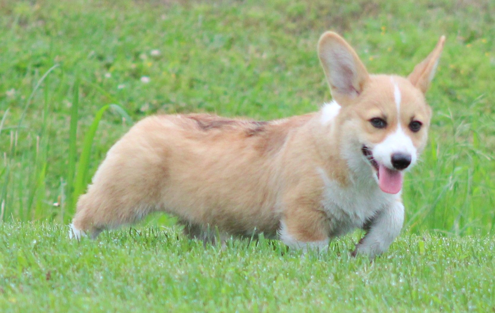 Pembroke and Cardigan Welsh Corgis | F&M Corgis