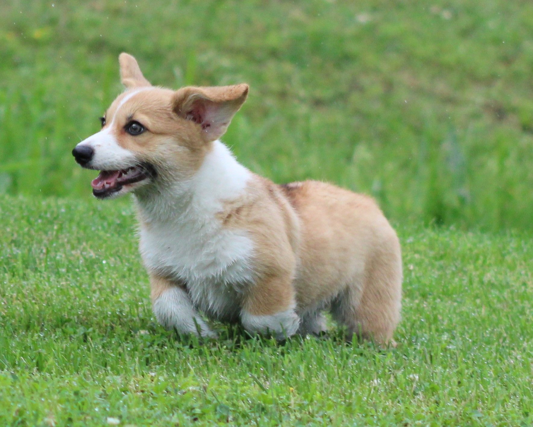 Pembroke and Cardigan Welsh Corgis | F&M Corgis