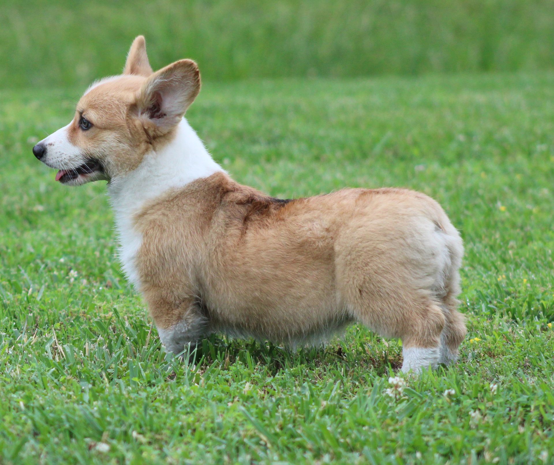 Pembroke and Cardigan Welsh Corgis | F&M Corgis