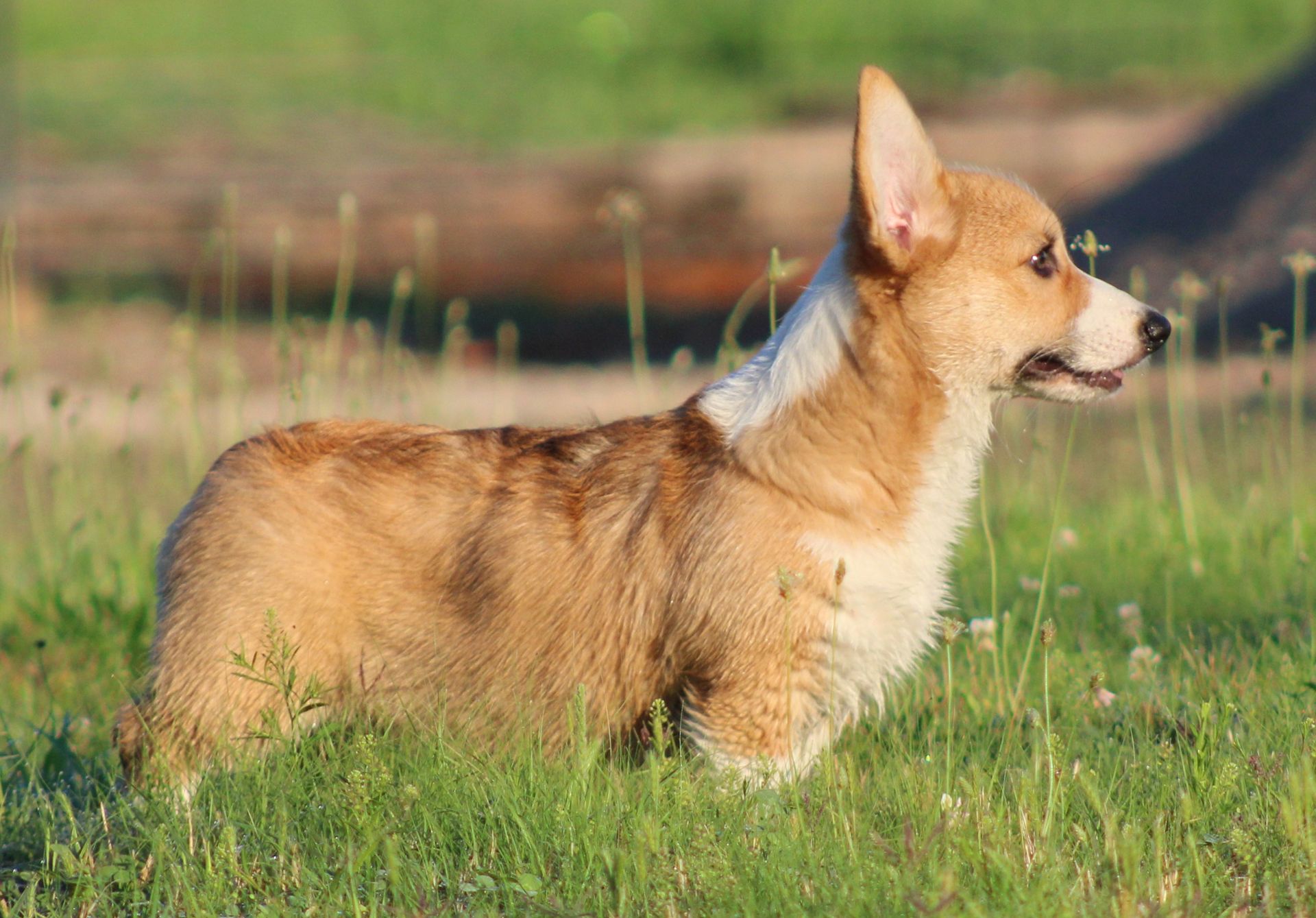 Pembroke and Cardigan Welsh Corgis | F&M Corgis