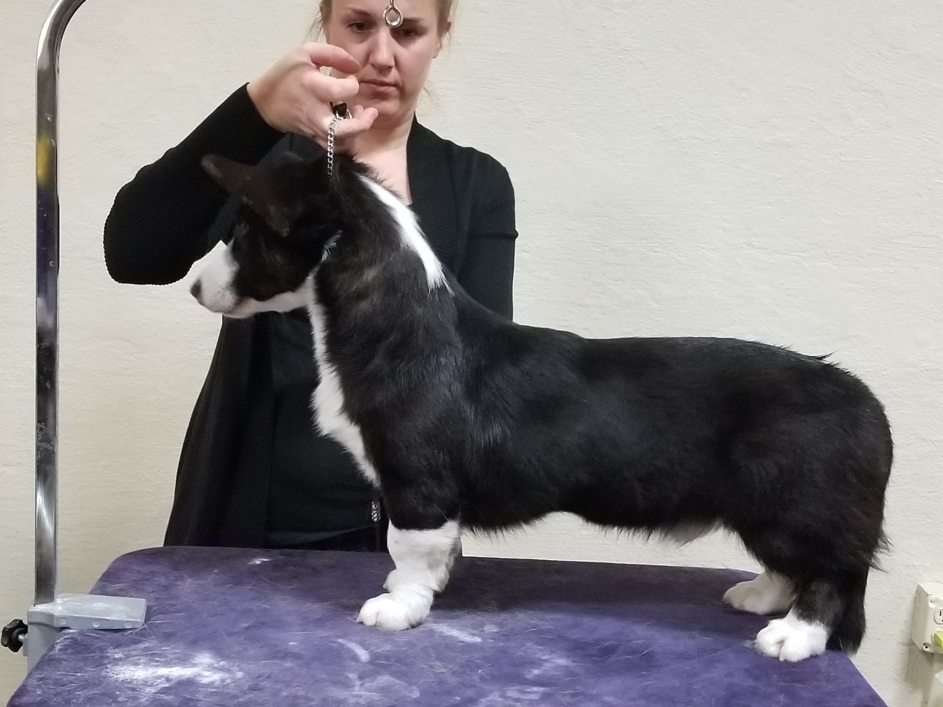 Corgi Puppies | F&M Corgis