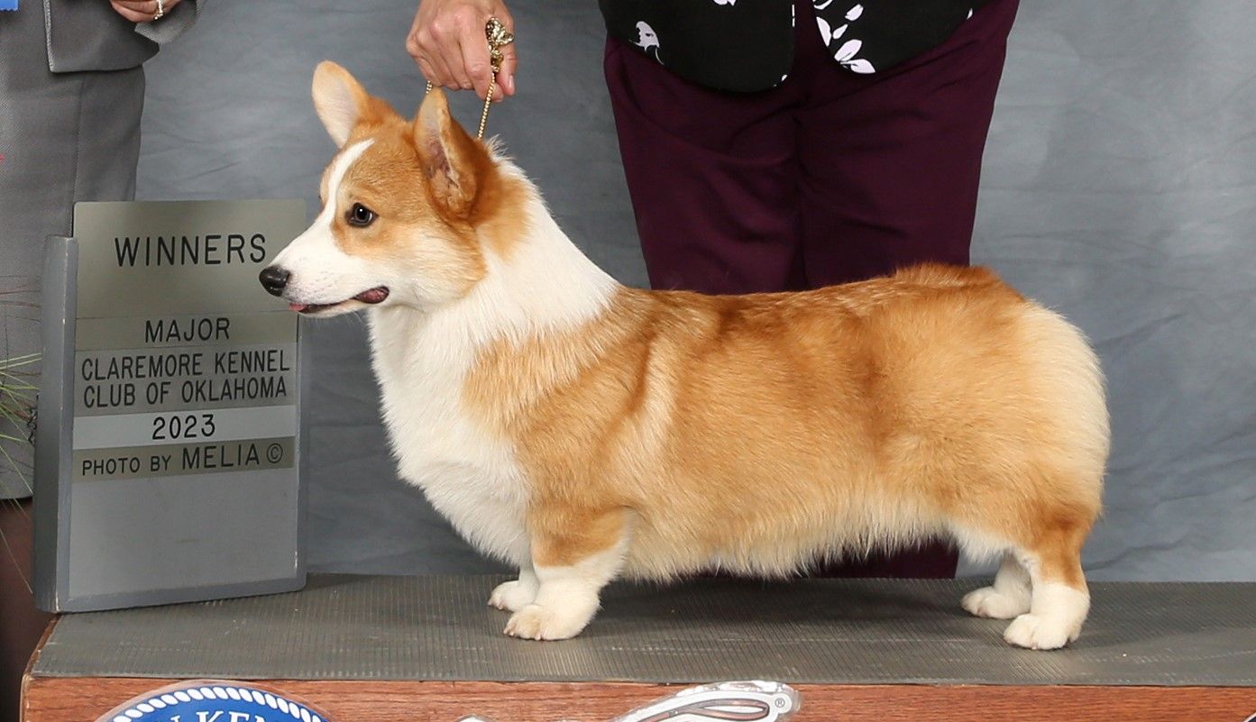 Corgi Puppy Gallery | F&M Corgis