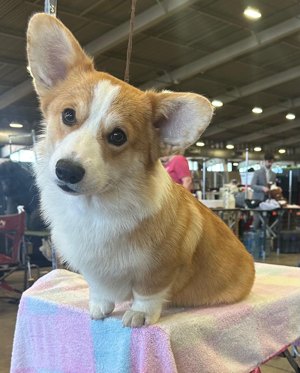 Cardigan Welsh Corgi For Sale | F&M Corgis | Kansas
