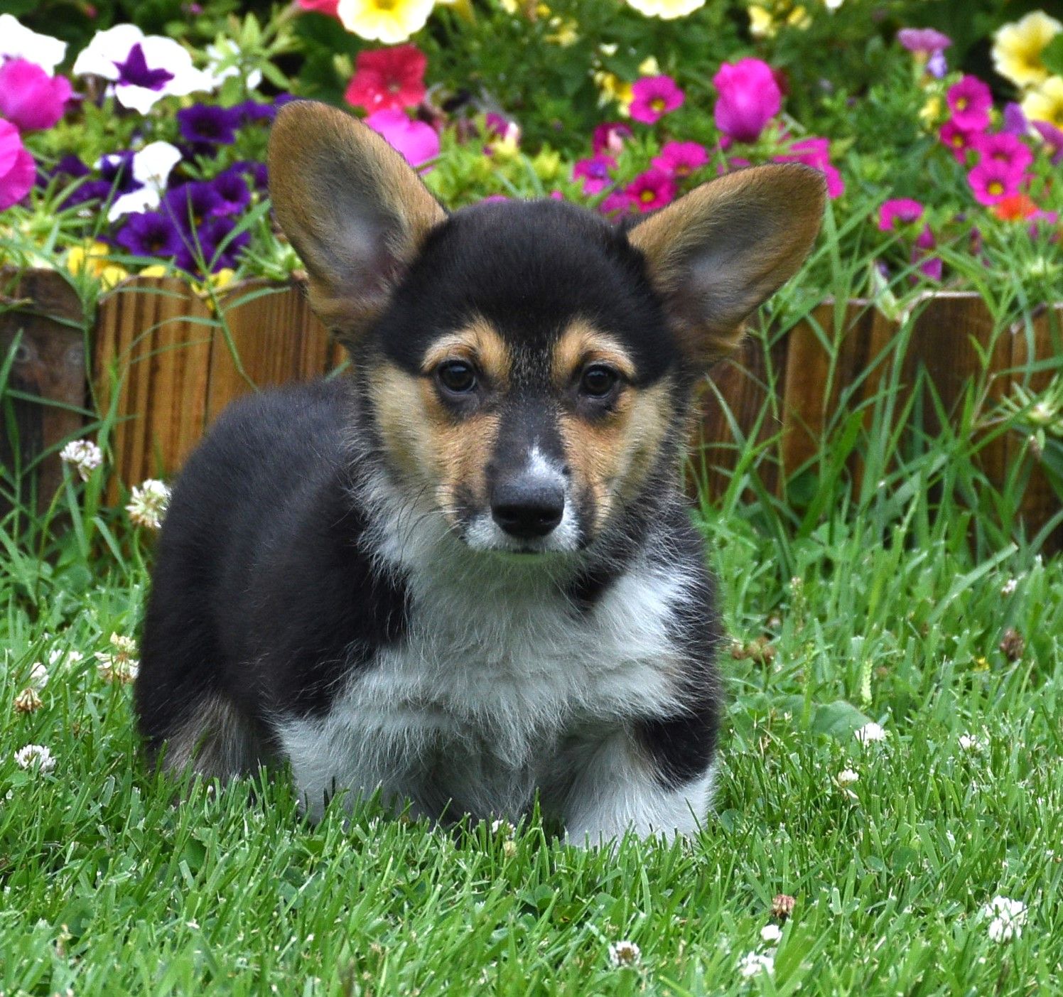 Cardigan Welsh Corgi For Sale | F&M Corgis | Kansas
