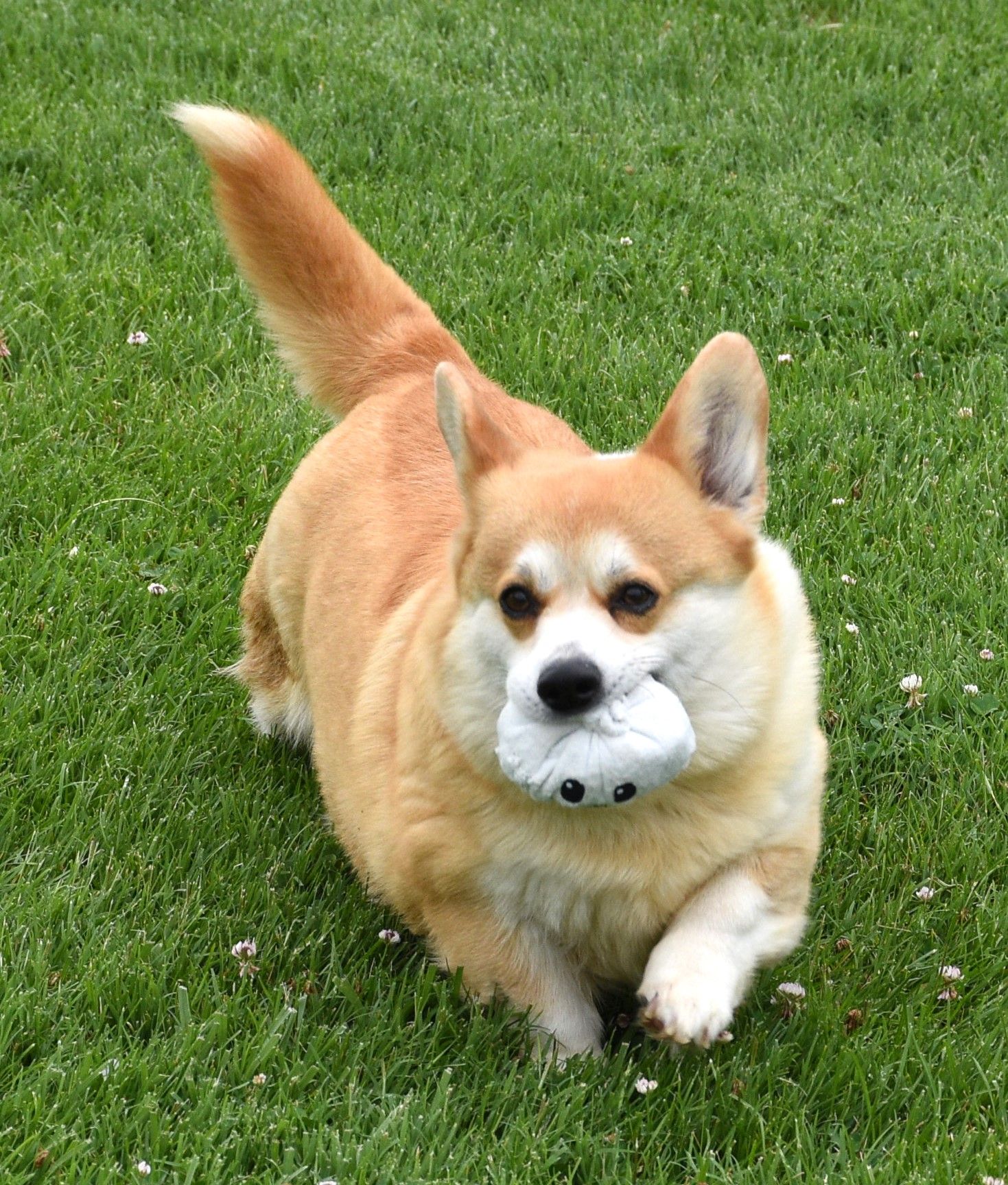 Pembroke Welsh Corgi Adoption | F&M Corgis