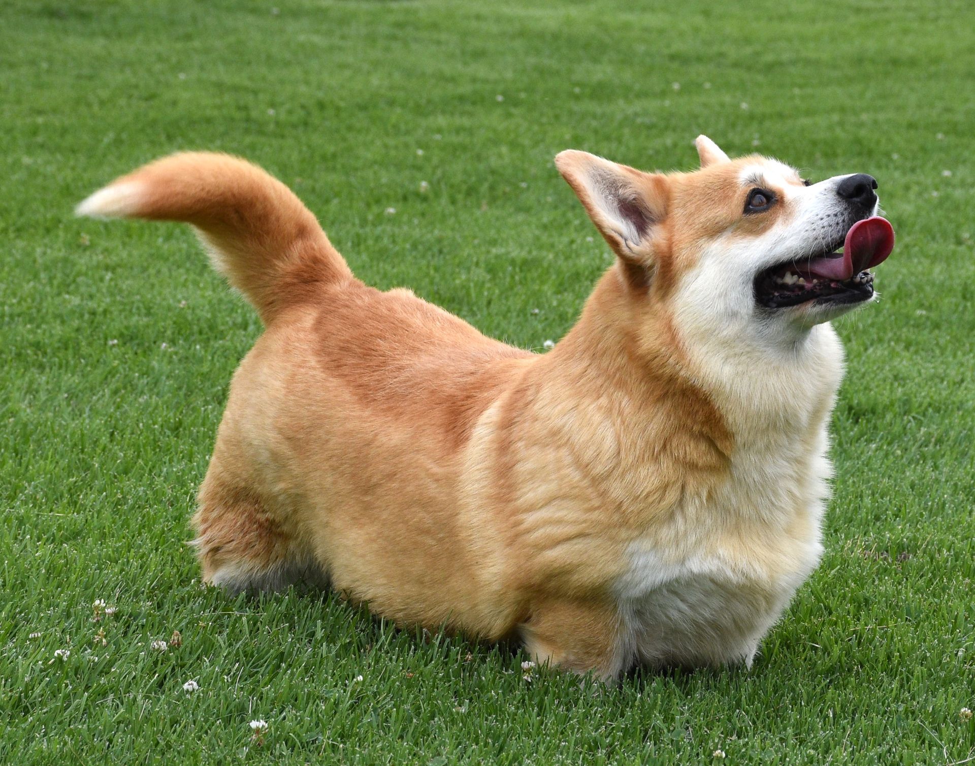 Tri Colored Pembroke Corgi | F&M Corgis | KS
