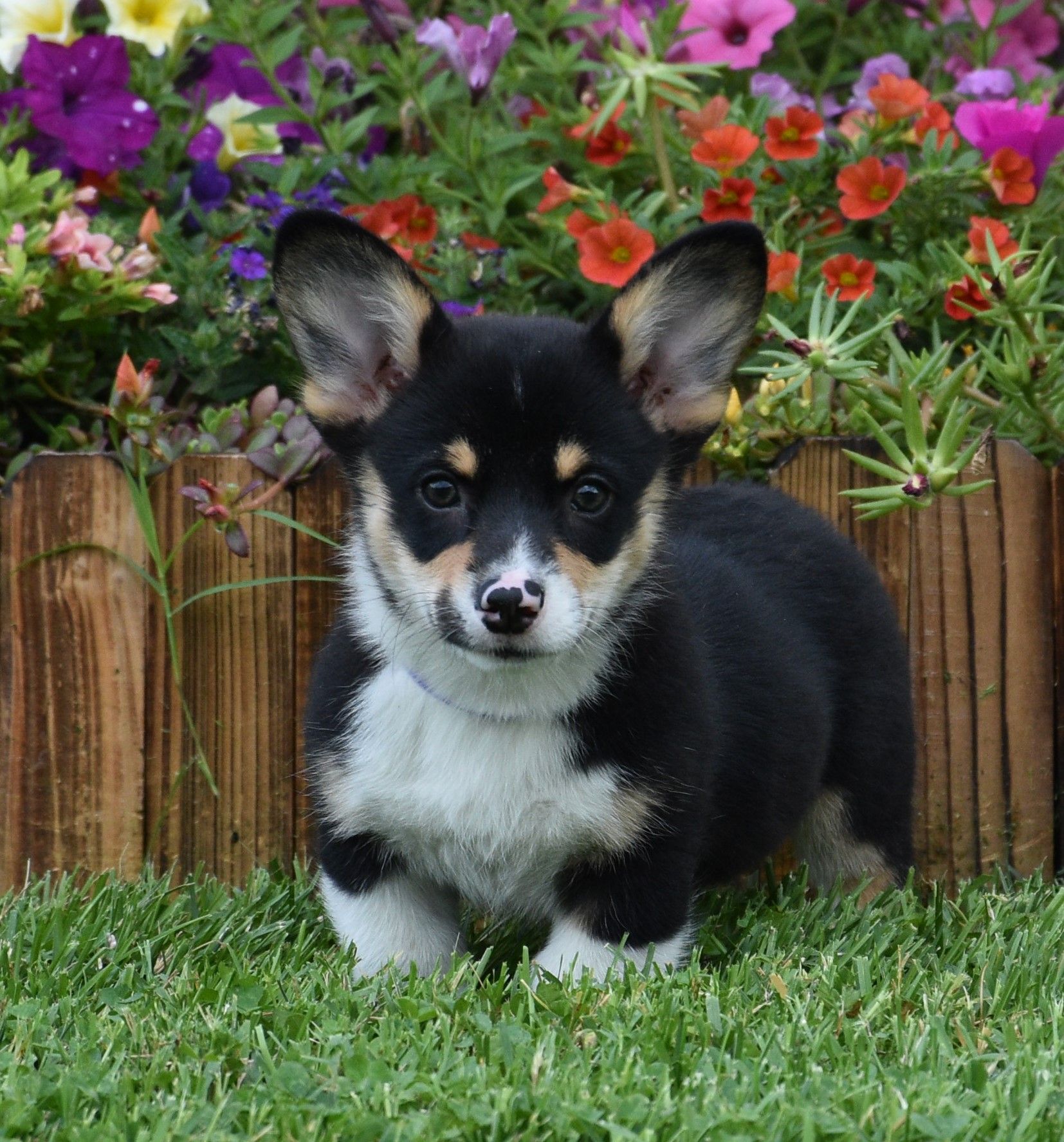 Adopt Your Next Best Friend From F&M Corgis - Premium Pembroke Welsh ...