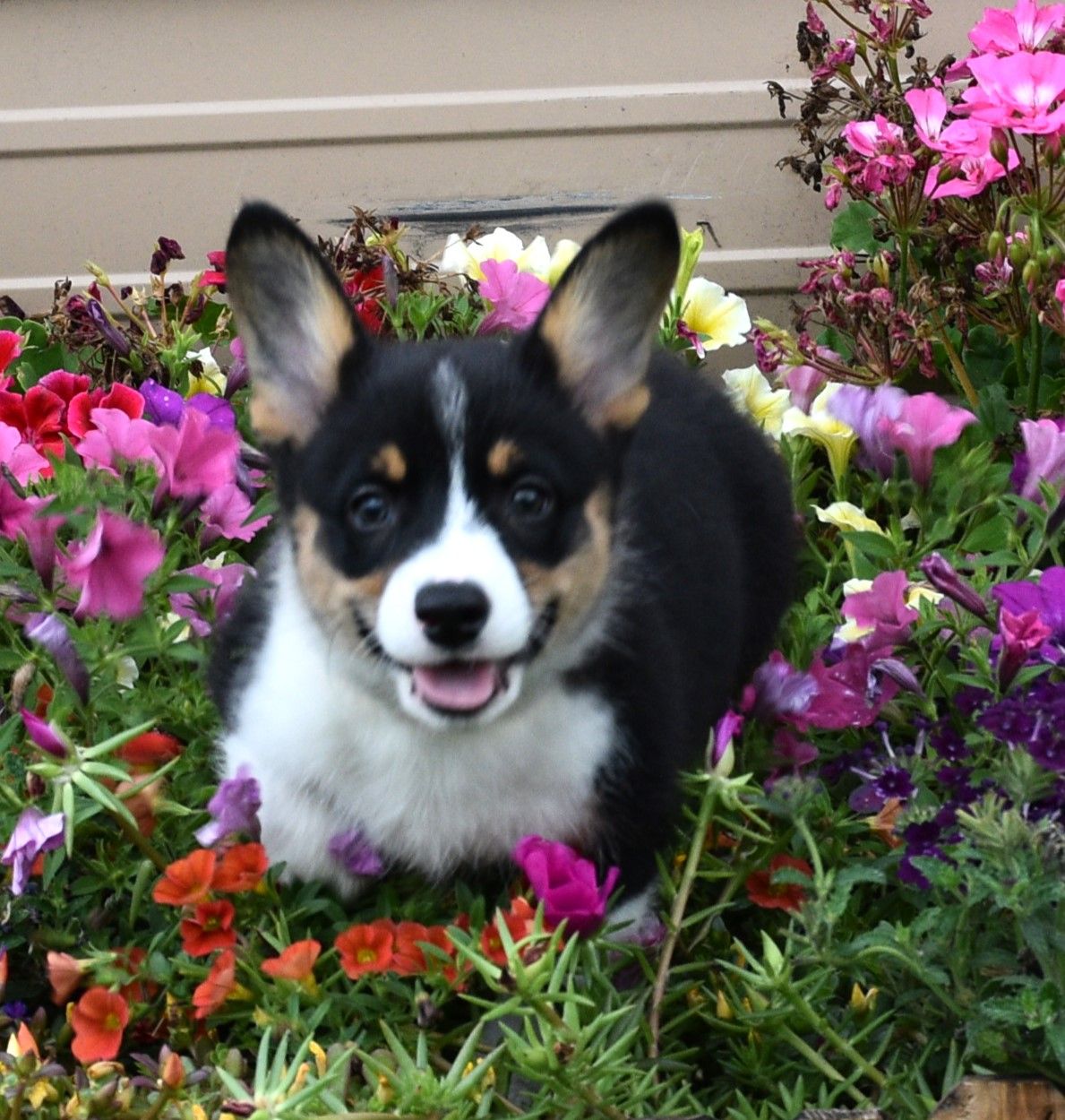 Pembroke Welsh Corgi Puppies | F&M Corgis | KS