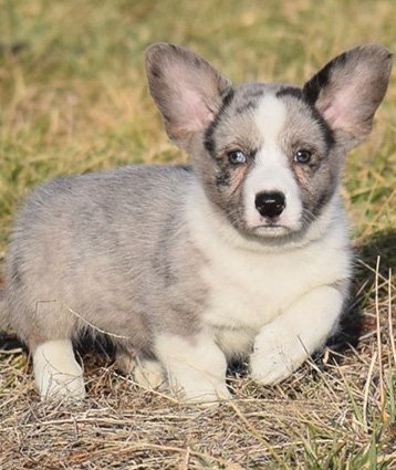 Pembroke and Cardigan Welsh Corgis | F&M Corgis